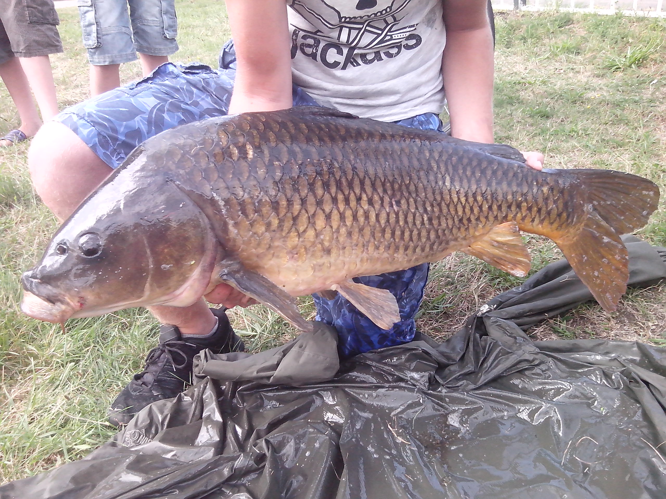 Karper op de 'dropshot' - Visgids.nl